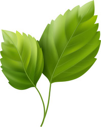 Hibiscus Vector Images (over 23,000)