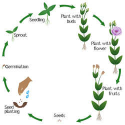 Cycle of growth of pink hydrangea Royalty Free Vector Image