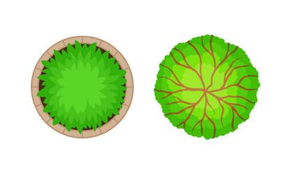 Shrubs Plan View Vector Images (72)