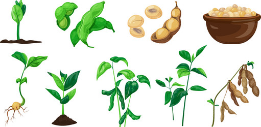 Soybean Plant Vector Images (over 2,200)