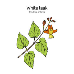 Teak Vector Images (over 930)