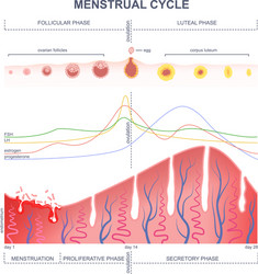 Menstrual Cycle Hormones Vector Images (over 900)