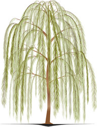 Weeping Willow Vector Images (over 190)