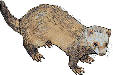 Ferret Vector Images (over 1,900)
