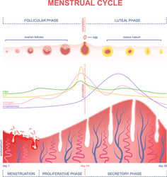 Menstrual cycle for woman Royalty Free Vector Image