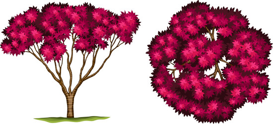 Rosid Vector Images (37)