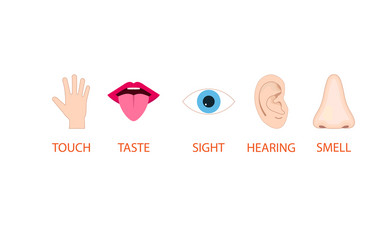 Human senses icon flat Royalty Free Vector Image