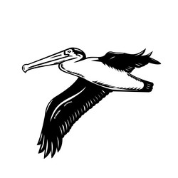 Pelican Vector Images (over 4,500)