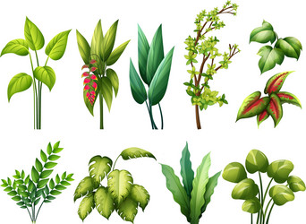 Plants Vector Images (over 1.9 million)