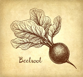 Beetroot ink sketch Royalty Free Vector Image - VectorStock