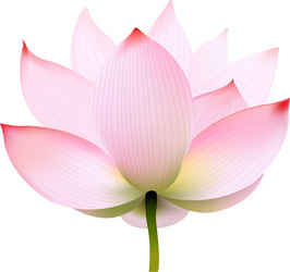 Lotus Vector Images (over 94,000)