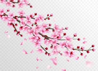 Realistic Sakura Vector Images (over 4,500)