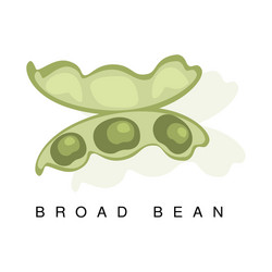 Broad Bean Vector Images (over 360)