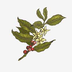Coffee Tree Vector Images (over 14,000)