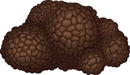 Whole truffle as fruiting body subterranean Vector Image