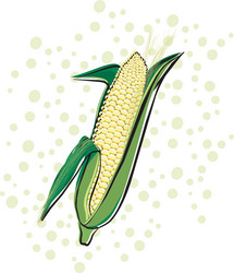 Sweet golden ripe corn Royalty Free Vector Image