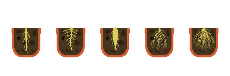 Cross Section in Plant Root Vector Images (over 120)