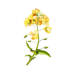 Rapeseed Vector Images (over 1,000)