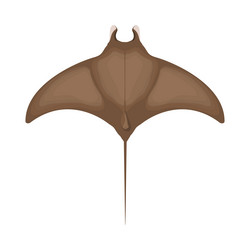 Mobula rochebrunei - east atlantic pygmy devil ray