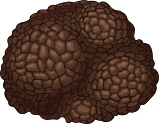 Whole truffle as fruiting body subterranean Vector Image