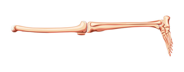 Bones of the Lower Limb Vector Images (45)