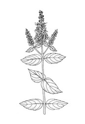 Mint Outline Vector Images (over 6,000)