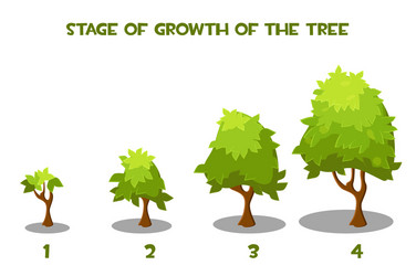 Growth stages of a tree from a green leaf Vector Image