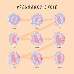 Birth Infographics Pregnancy Stages Vector Images (over 180)