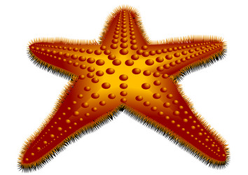 Starfish Vector Images (over 42,000)