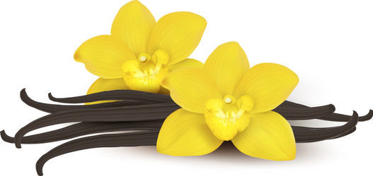 Vanilla background Royalty Free Vector Image - VectorStock