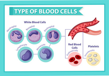 Blood types groups red cells hemoglobin white Vector Image