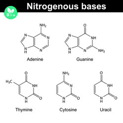 Nitrogenous bases molecular structures Royalty Free Vector