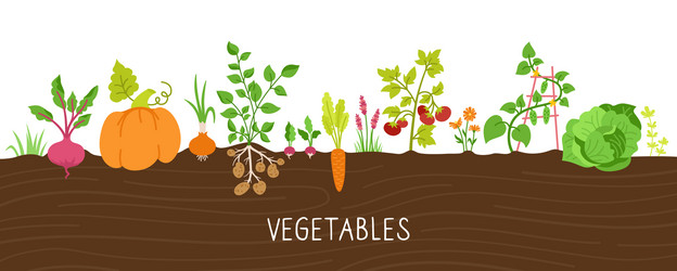 Vegetables ground cartoon set farming food Vector Image