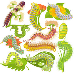 Larva Vector Images (over 5,200)