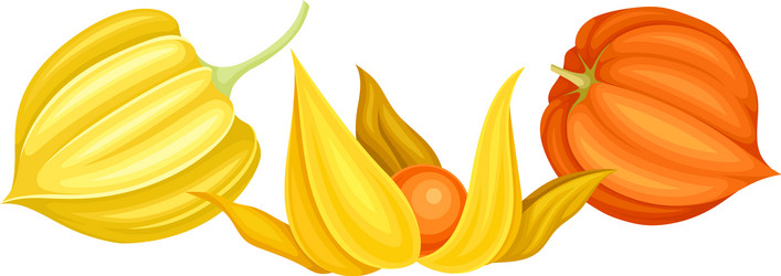 Physalis or indian ginseng papery husk calyx Vector Image