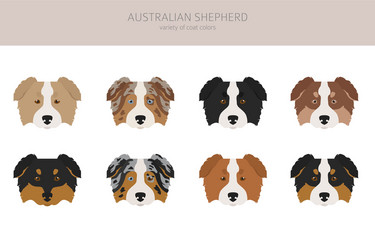 Cute cartoon australian shepherd dog and puppy set