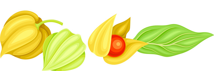 Calyx Vector Images (over 250)