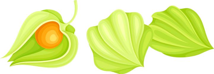 Physalis or indian ginseng papery husk calyx Vector Image