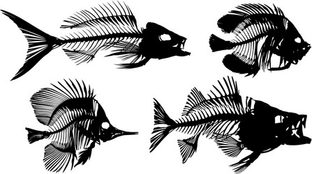 Pirates fish bone skeletons math game worksheet Vector Image