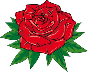 Hand draw red rose Royalty Free Vector Image - VectorStock