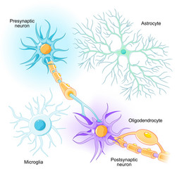 Glial cell Royalty Free Vector Image - VectorStock
