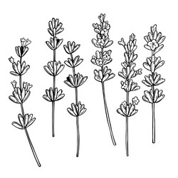 Lavanda Vector Images (over 190)