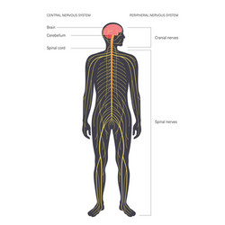 Autonomic nervous system Royalty Free Vector Image