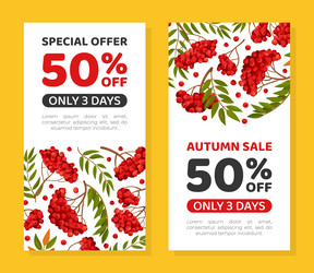Rowan berry banner design with red fruity cluster Vector Image