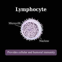 Lymphocyte Structure
