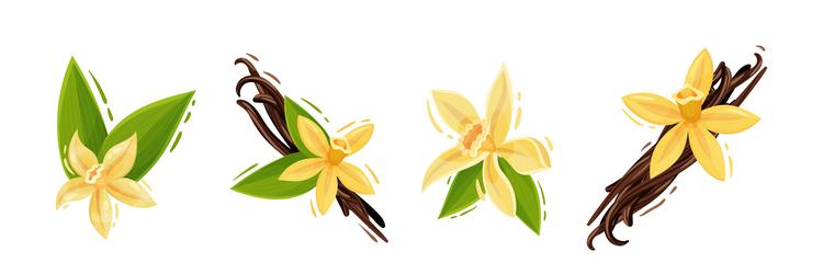 Beautiful yellow vanilla flower and dry sticks Vector Image