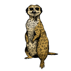 Meerkat Vector Images (over 1,500)
