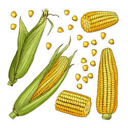 Sweet golden ripe corn Royalty Free Vector Image