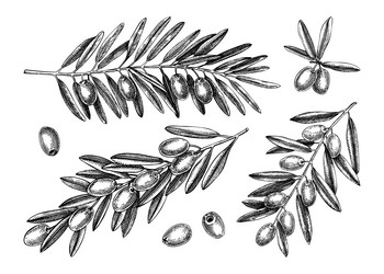 Olive Tree Vector Images (over 12,000)