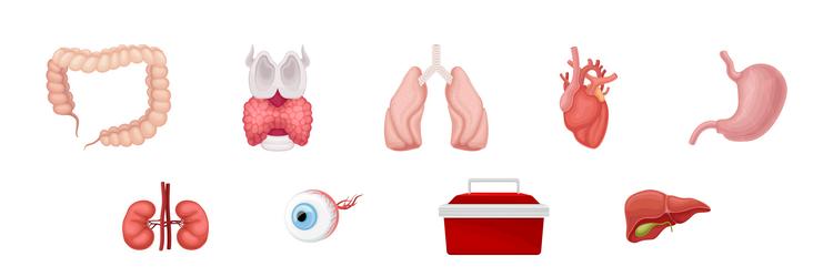 Human body internal organ as anatomy set Vector Image